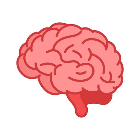Cerebro humano órgano interno anatomía ilustración Vector Premium