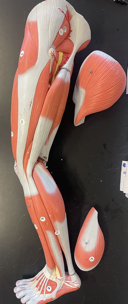 Superficial Deep Muscles Of The Leg Lateral View Diagram Quizlet