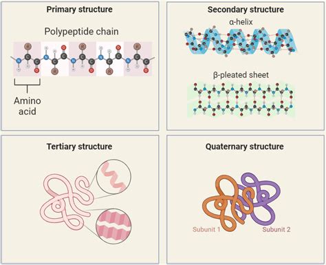 Secondary Structures Of Proteins Rethink Biology Notes