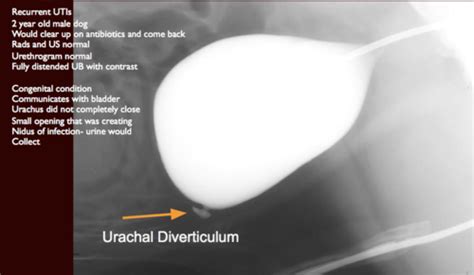 Urology Flashcards Quizlet