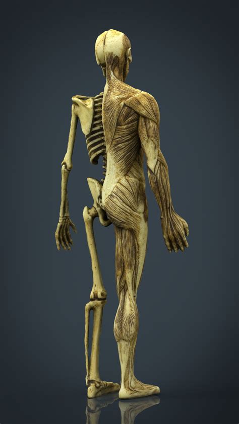 3D Model HUMAN BODY ANATOMY MODEL VR AR Low Poly CGTrader