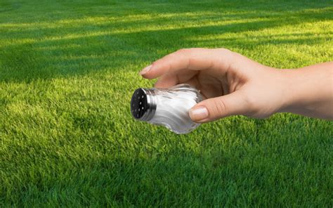 Does Salt Water Kill Grass The Lawn Mower Guru