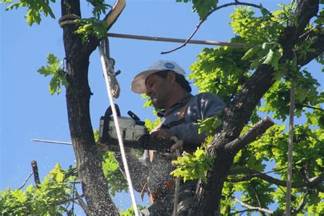 Maneras correctas de podar árboles Parques Alegres I A P