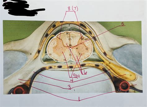 Spinal Cord Lab Diagram Quizlet