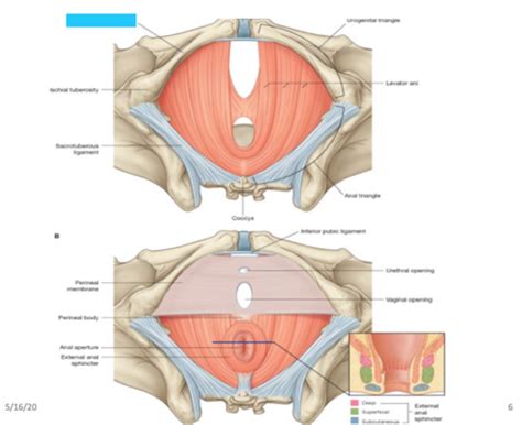 Perineum Flashcards Quizlet