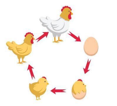Ciclo De La Vida Como Nacen Los Pollitos Brainly Lat