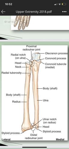 Forearm Elbow And Humerus Flashcards Quizlet