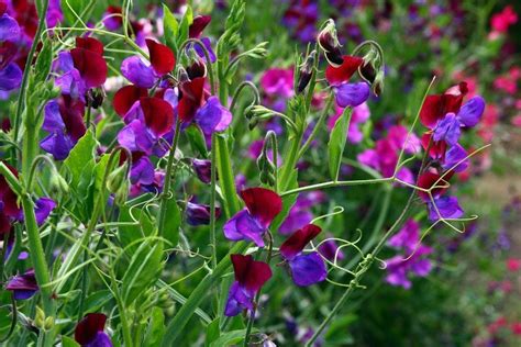 ちがい sweet pea はございま
