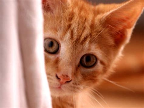 Cuando Un Gato Llega A Casa