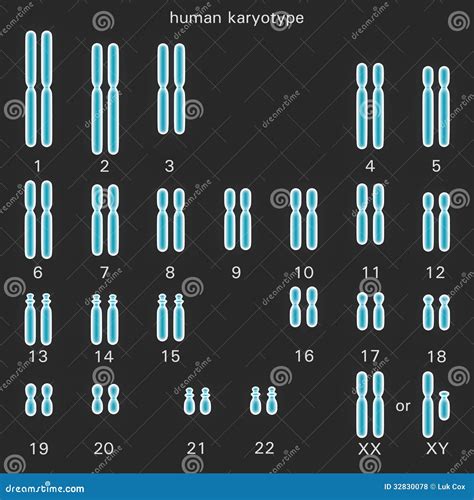 Inheritance Of Human Blood Group A Infographic Diagram Example Alleles