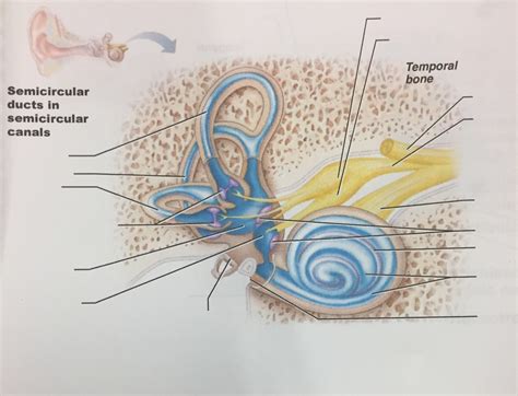 Structure Of The Inner Ear Diagram Quizlet