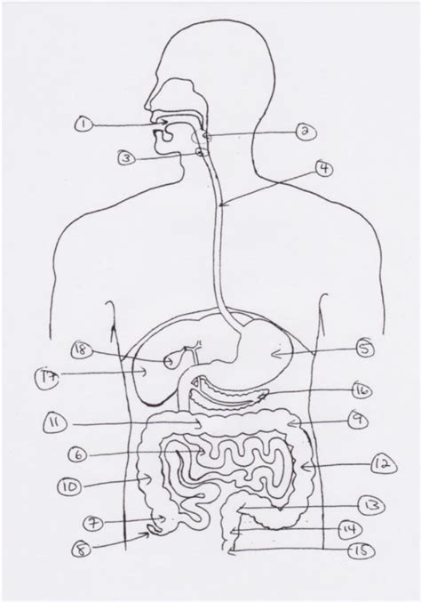 Lab Quiz 5 Part 1 Diagram Quizlet