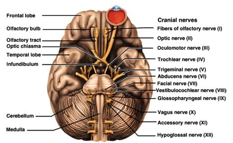 Cranial Nerves Diagram Quizlet