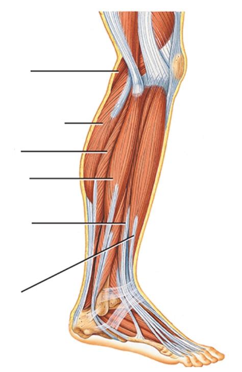 Lateral Superficial Leg Muscles Anatomical View Diagram Quizlet