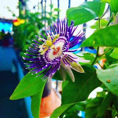 How To Grow Passion Flower In Pot Culture