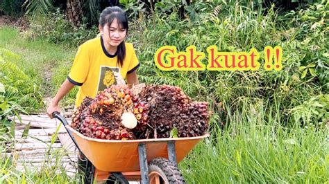 Kebun Sawit Kalimantan Beratnya Kerja Di Kelapa Sawit Youtube