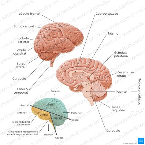 Enc Falo C Rtex Cerebral Neuroanatomia Desfrute Da Adrenalina