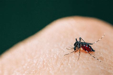 Ha Especies De Insetos Como Por Exemplo O Aedes Librain