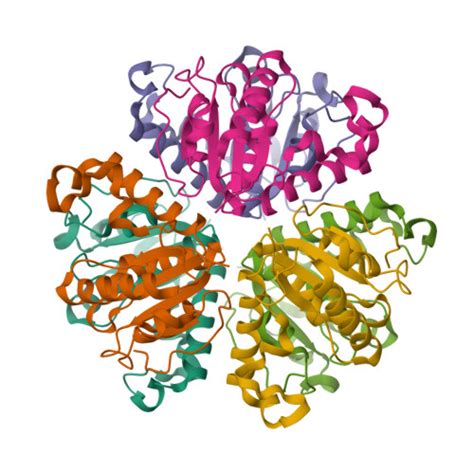 Rcsb Pdb F X Crystal Structure Of Nucleoside Deoxyribosyltransferase