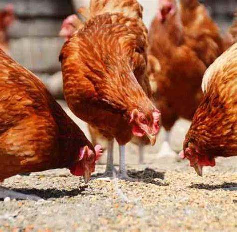 9 Consejos Para Lograr Que Las Gallinas Pongan Huevos Asiduamente Eco