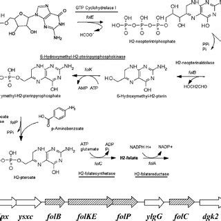 Panel A Schematic Representation Of The Biosynthetic Pathway For