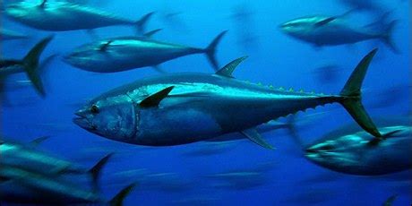 Post extinción a la vista Un solo Atún de Aleta Azul puede generar