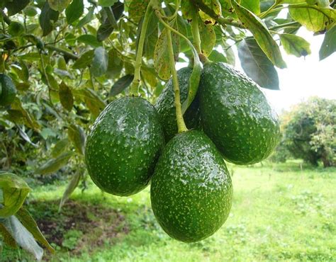 Cuándo y cómo injertar una planta de aguacate