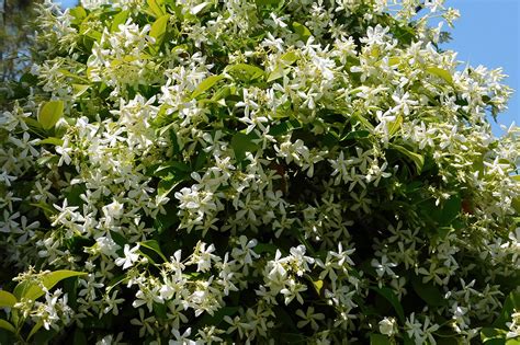 Fertig Schneemann Bemerkenswert Jasmin Tee Pflanze Kaufen Gegenseitig