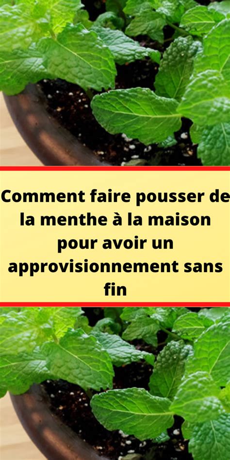 Comment faire pousser de la menthe à la maison pour avoir un