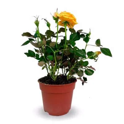 Details Tipos De Rosas Y Sus Nombres Abzlocal Mx