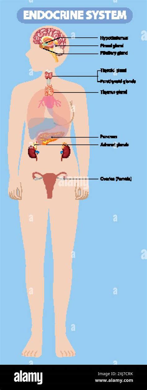 Illustration Of The Human Endocrine System Organs Stock Vector Image