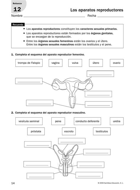 Ejercicio Interactivo De Aparato Reproductor Masculino Y Femenino