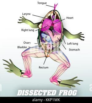 Anatomie interne de grenouille disséqué avec ses organes internes