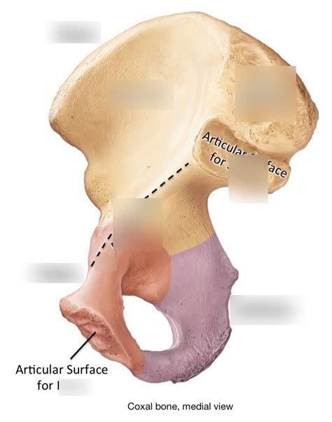 Coxal Bone Medial Diagram Quizlet