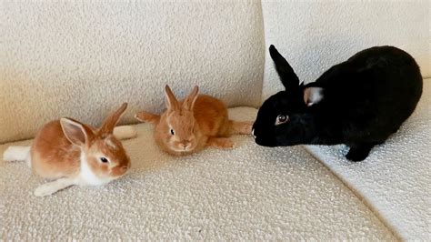 Rabbit Becomes Foster Mom To Disabled Baby Bunnies Baby Bunnies