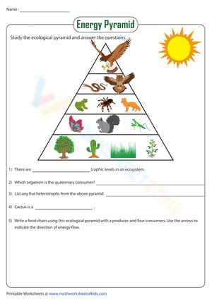 Energy Pyramid Worksheets