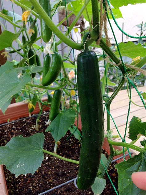 Growing Cucumbers In Container Container Gardening Vegetables