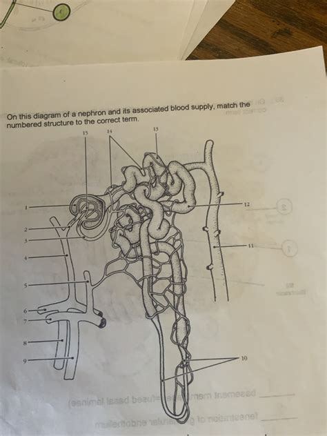 Nephron Blood Supply Diagram Diagram Quizlet