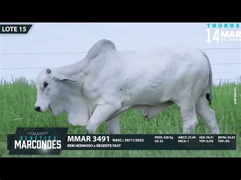 Lote 15 Garrote Nelore MMAR 3491 LEILÃO VIRTUAL GENÉTICA MARCONDES