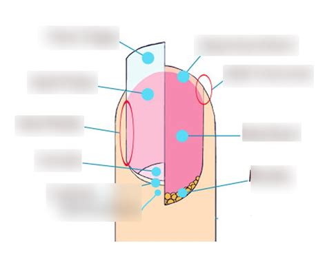 Structure Nail Diagram Quizlet