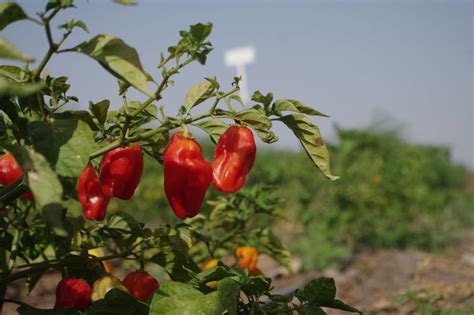 Une ferme en Afrique investissez dans un projet agricole délevage