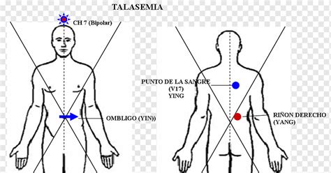 Posición anatómica estándar anatomía humana órgano del cuerpo humano