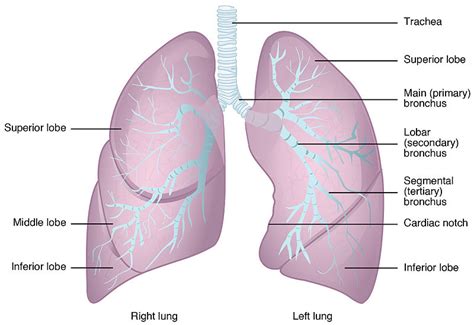 Difference Between Right And Left Lung Compare The Difference Between