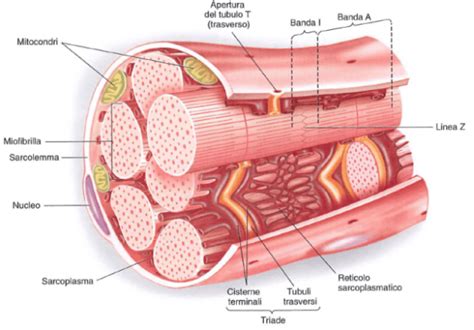 I Migliori Esercizi Per Aumentare La Massa Muscolare FdS