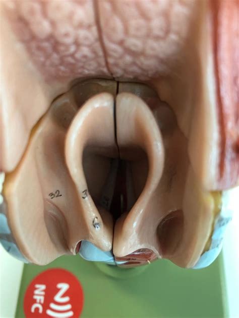 Larynx And Tongue 5 Diagram Quizlet
