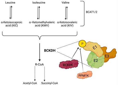 Frontiers Immunometabolism The Role Of Branched Chain Amino Acids
