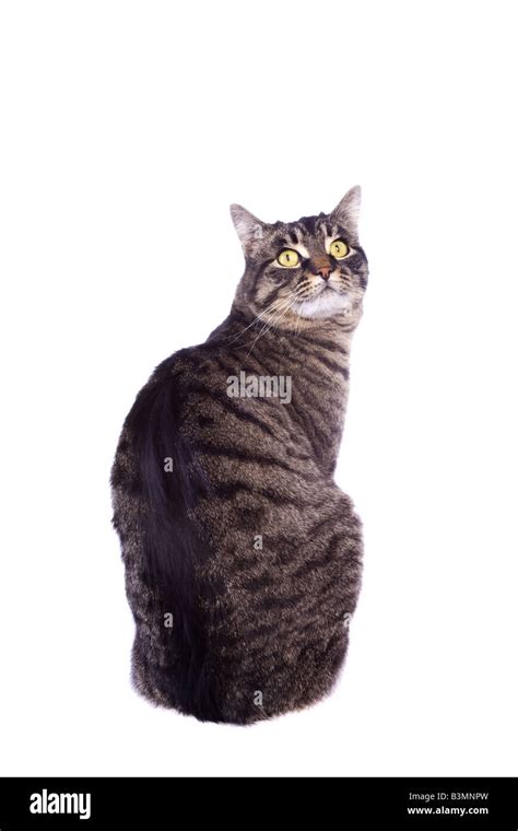 Manx gato sentado aislado sobre fondo blanco Fotografía de stock Alamy