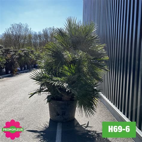 Palmier Humilis Multi Troncs H 220 230 Cm H69 6