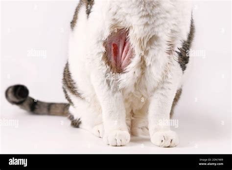 Herida Infectada En Gato