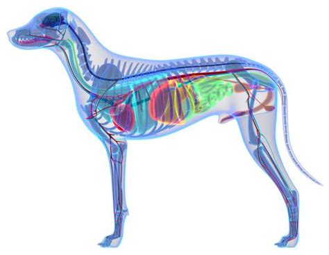 Por qué mi perro sangra por el ano Causas principales